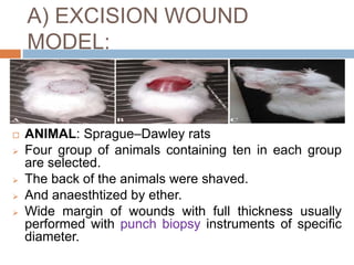 In vivo studies of wound healing and hepatoprotective agents | PPTX