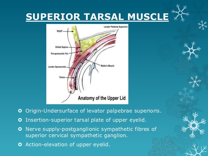 Involuntary extraocular muscles