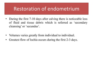 Uterine Involution in cattle | PPTX