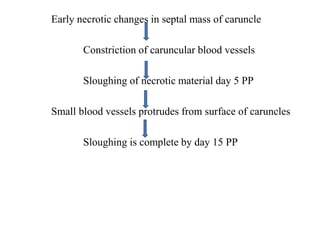 Uterine Involution in cattle | PPTX