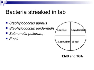 [Micro] bacterial selective & differential media | PPT