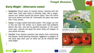 Unit 5. Pest Management in Ecological Vegetable Gardening | PDF