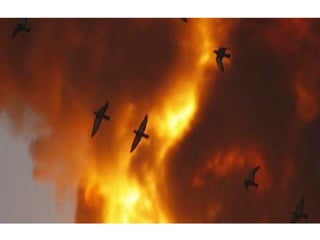 oil terminal fire accident.pdf