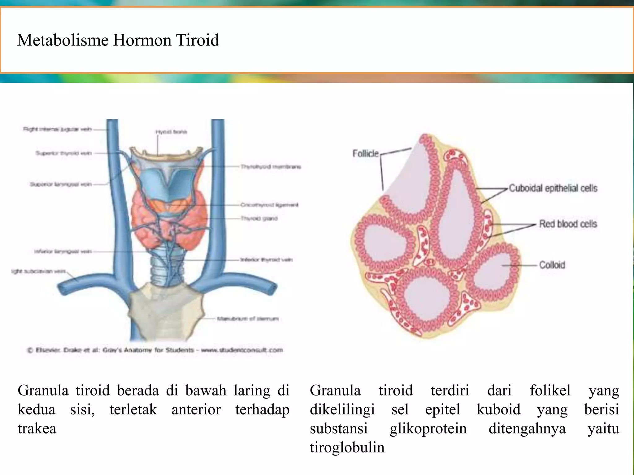 Iodium [autosaved] | PPTX