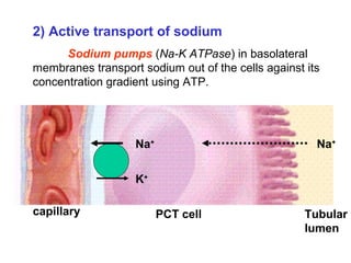 Urinary | PPT