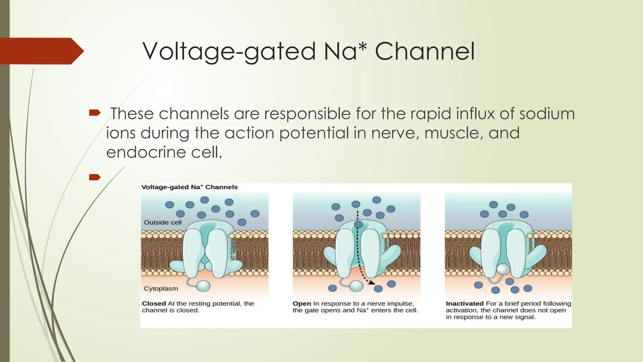 Ion-channel-linked receptors ........... | PPTX
