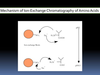 Ion-Exchange-Chromatography.pptx