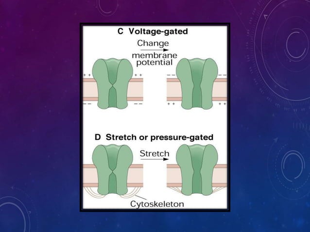 Ion channels.ppt | Chemistry | Science