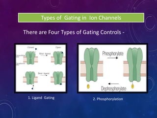 Ion c .ppt