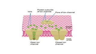 Ion channel | PPT