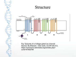 Ion channels | PPT