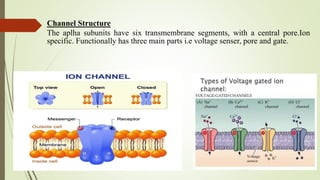 Types Of Ion Channels