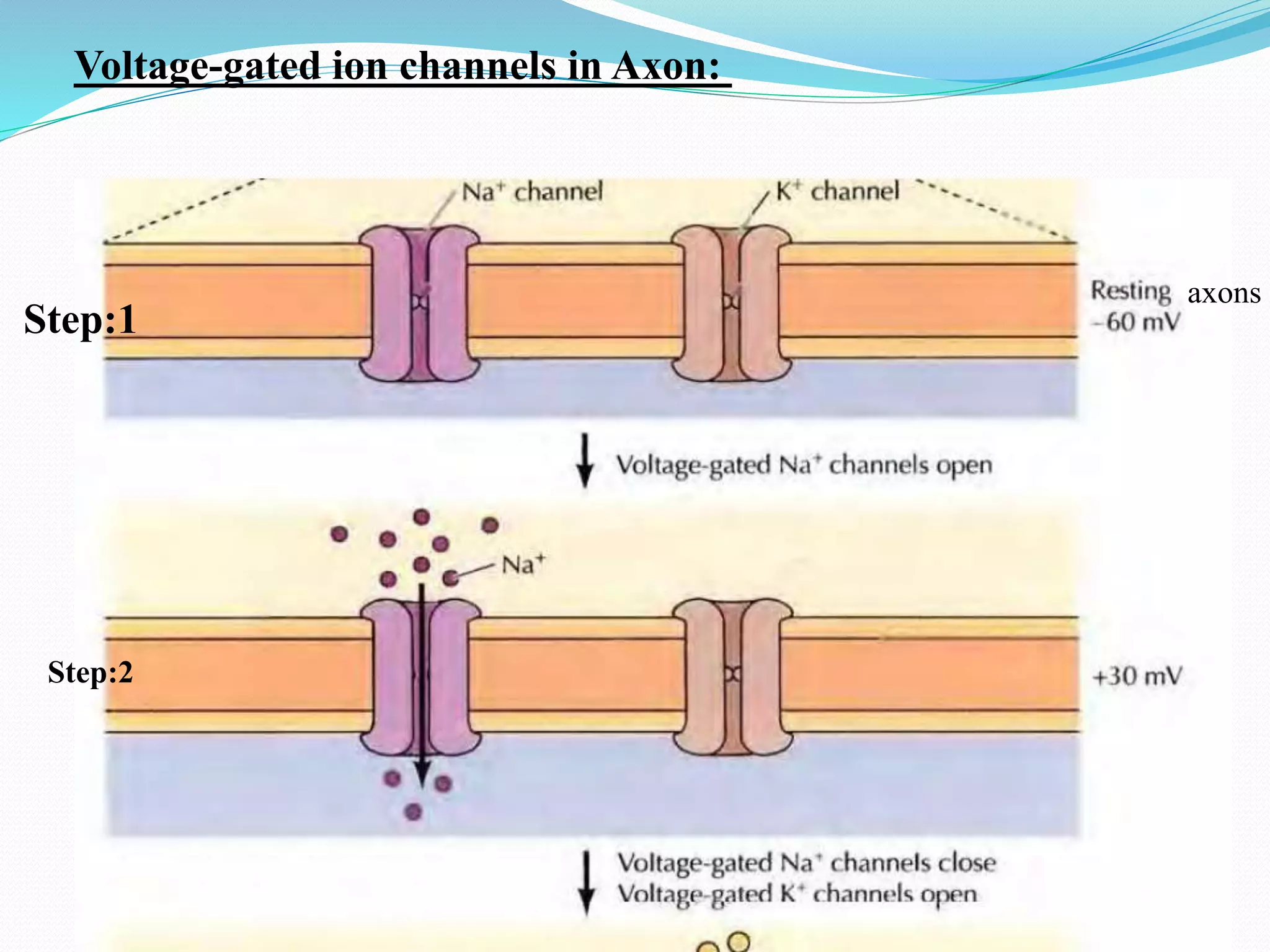 Ion channels | PPTX