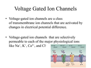 Chemically Gated Channels