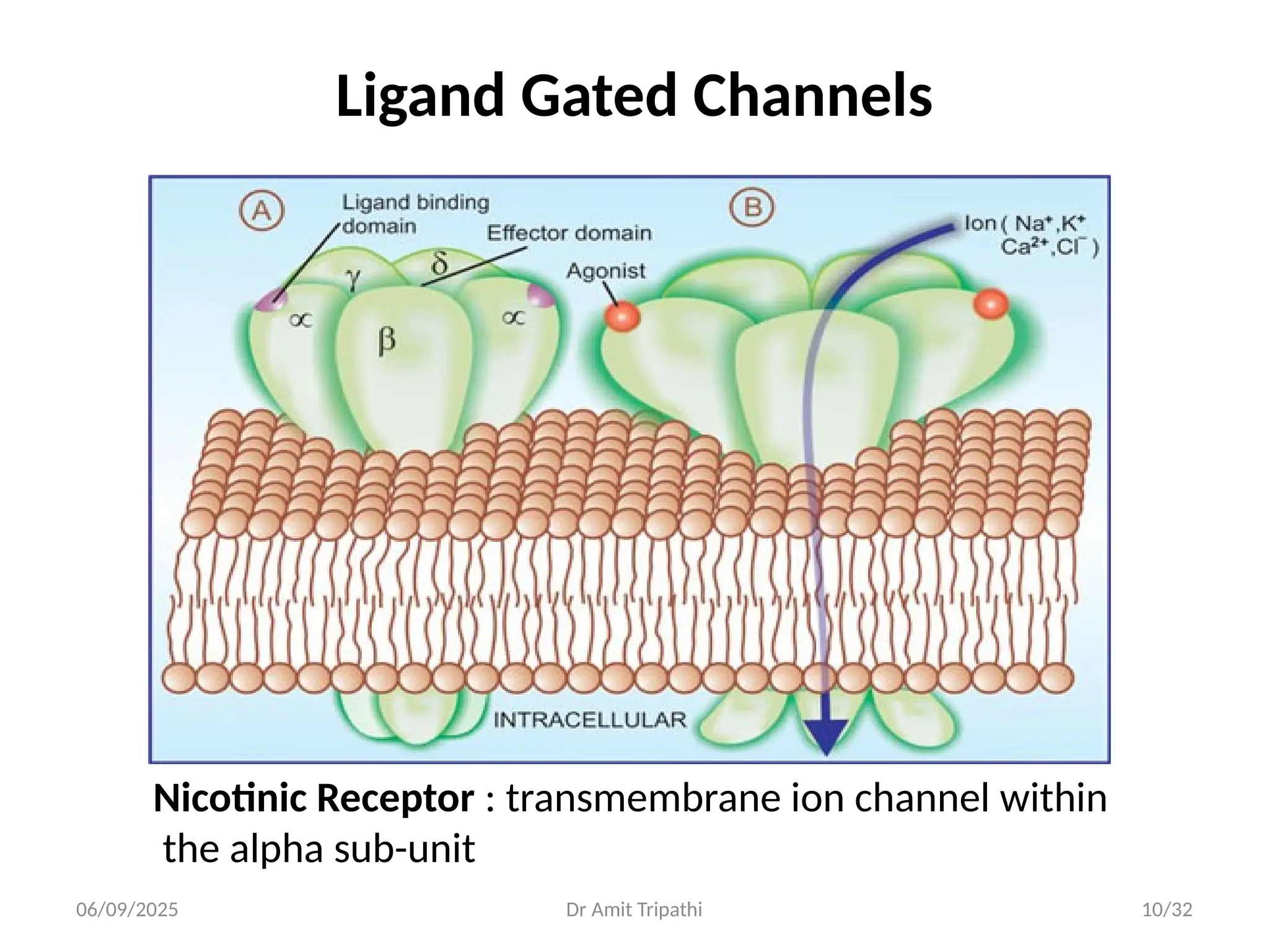 Ion channels & Transporters including different types of ion channels ...