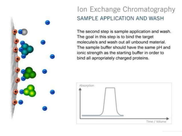 Ion exchange chromatography