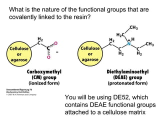 Ion Exchange Chromatography Lecture | PPT