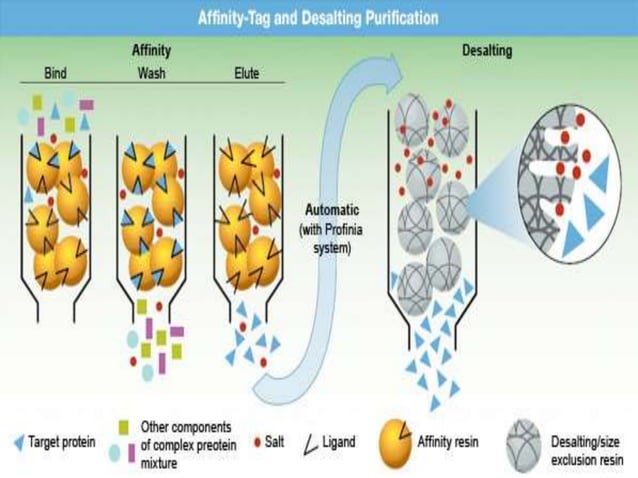 Ion exchange cromatography and affinity chromatography | PPT