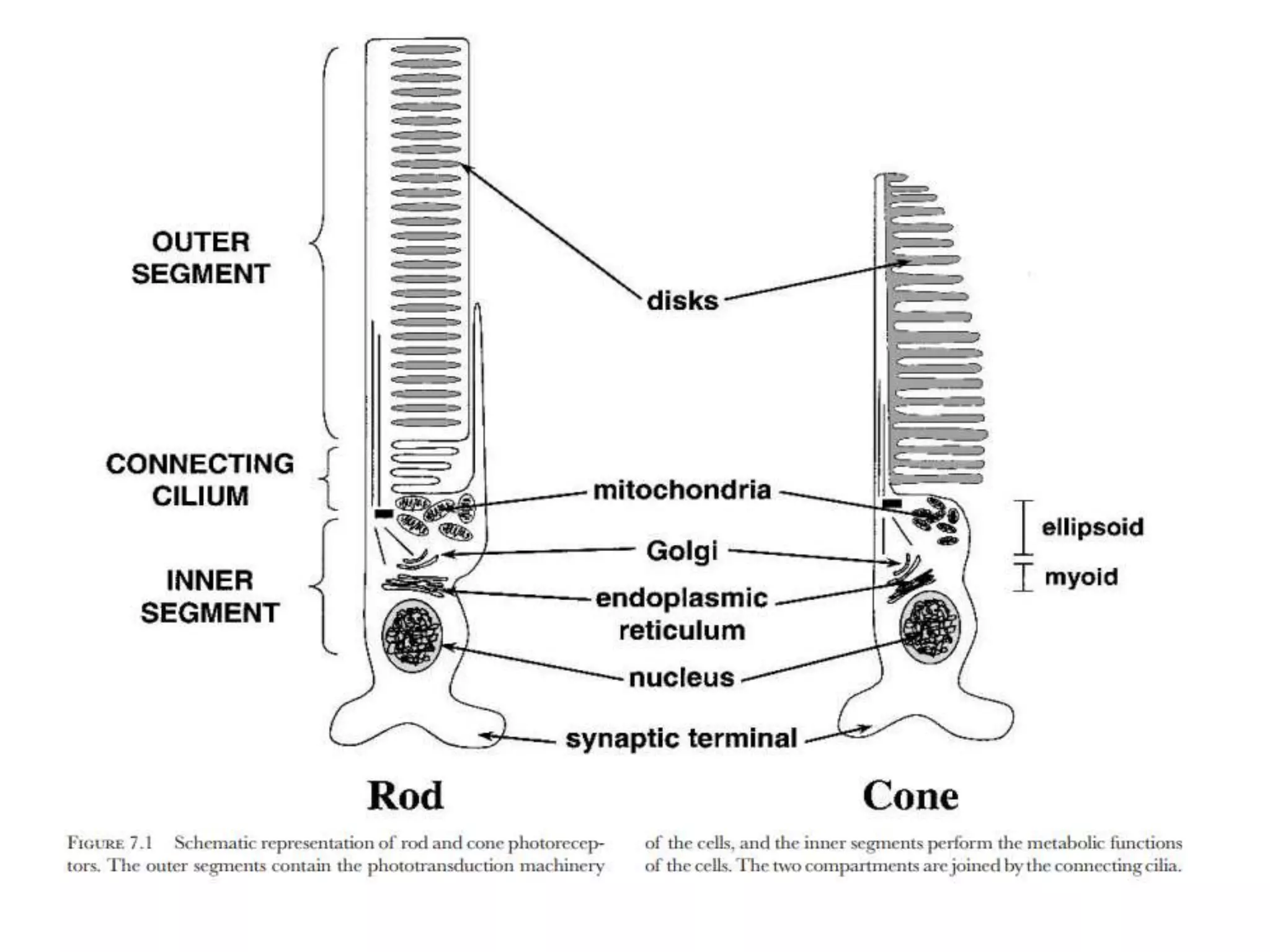 Ion exchange, electric impulse generation and transmission copy | PPT