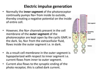 Ion exchange, electric impulse generation and transmission copy | PPT