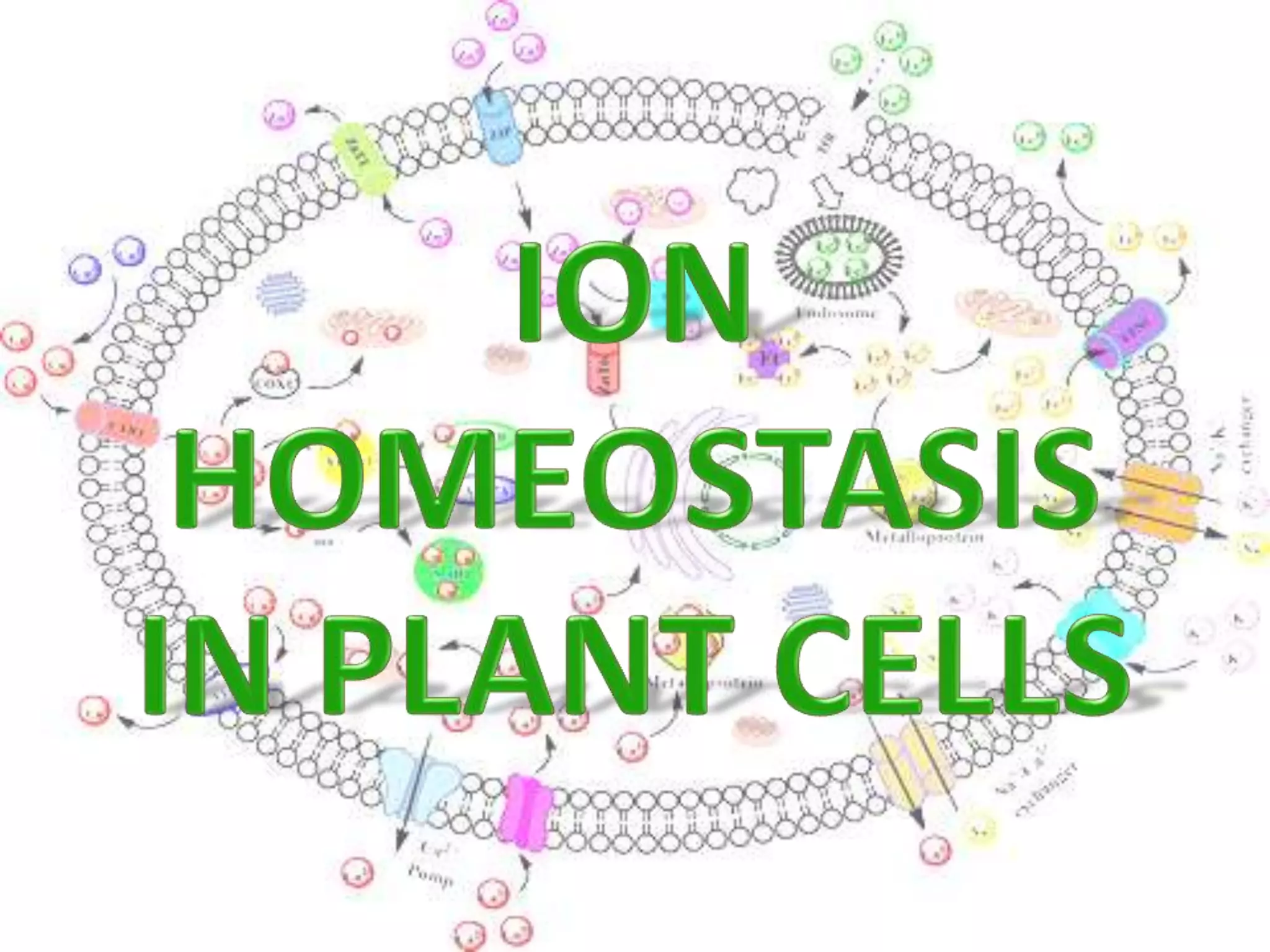 Ion homeostasis in plant cells | PPTX
