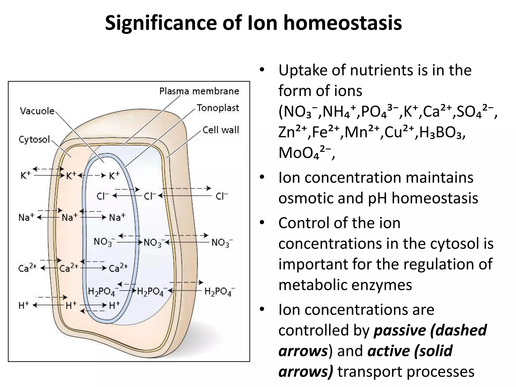 Ion homeostasis in plant cells | PPTX