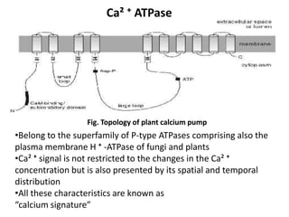 Ion homeostasis in plant cells | PPTX