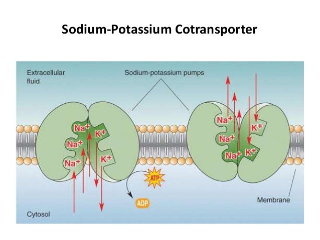 Ion homeostasis in plant cells