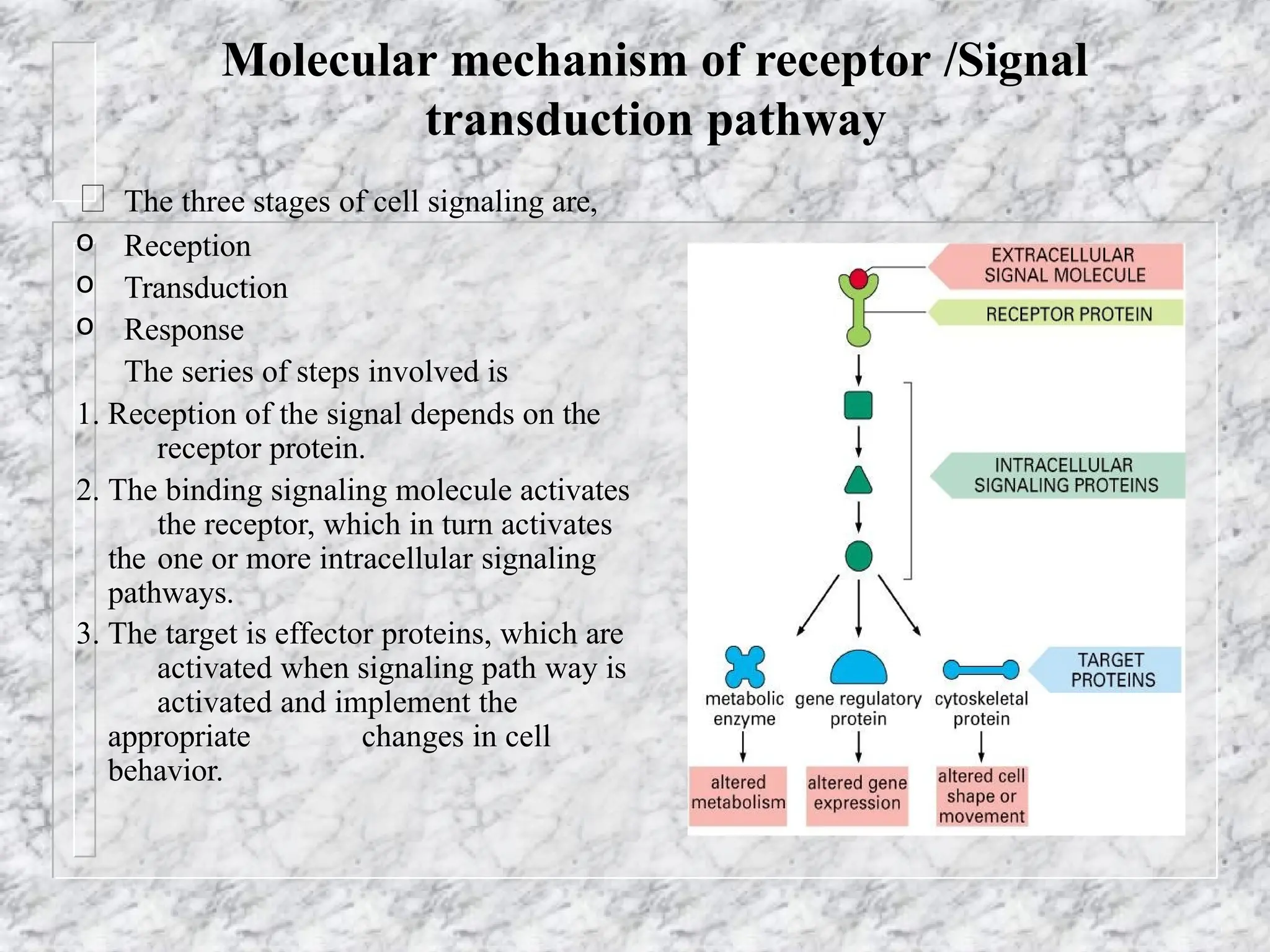 ionic receptors in pharmacodynamics.pptx