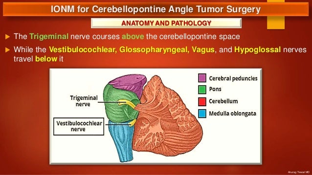 Cerebellopontine Angle Nerves