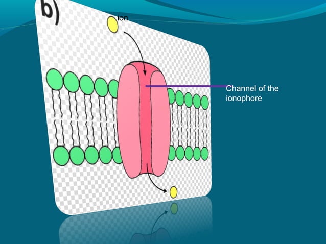 Ionophores | PPT | Chemistry | Science