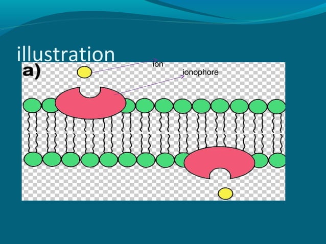 Ionophores | PPT | Chemistry | Science