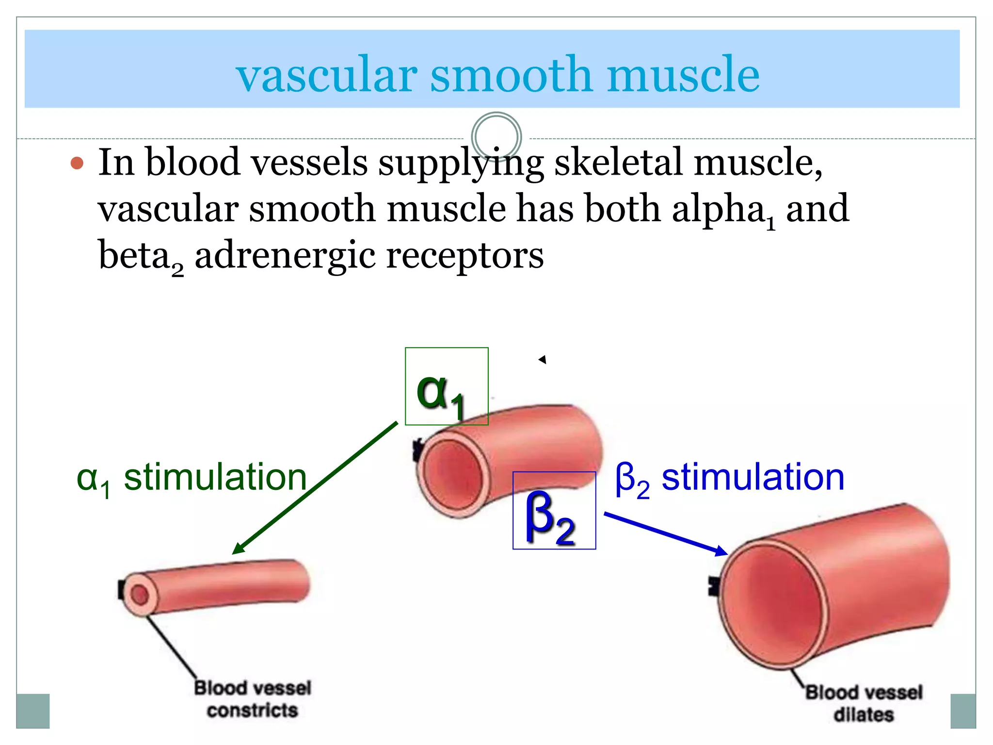 Ionotropes and vasopressors | PPTX