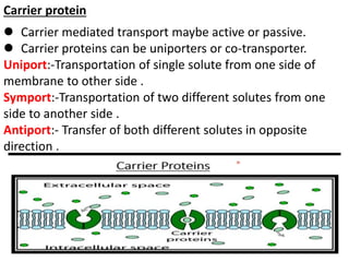 Ion Transport Through cell Membrane | PPTX | Chemistry | Science
