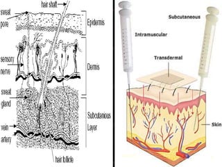 Ionto phoresis & sonnophoresis | PPT