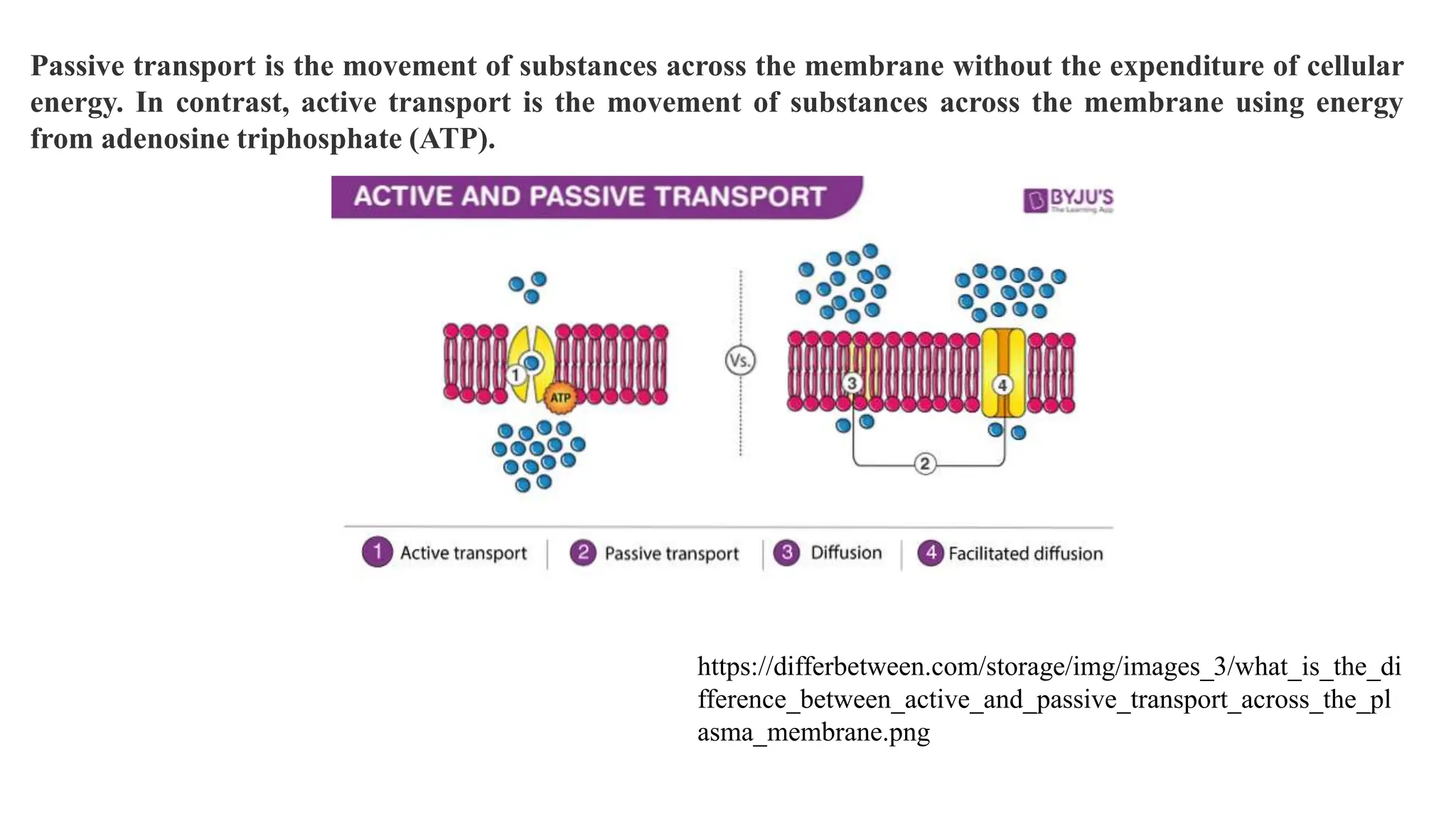 ION TRANSPORT-ppt from Manasagowda-1.pptx