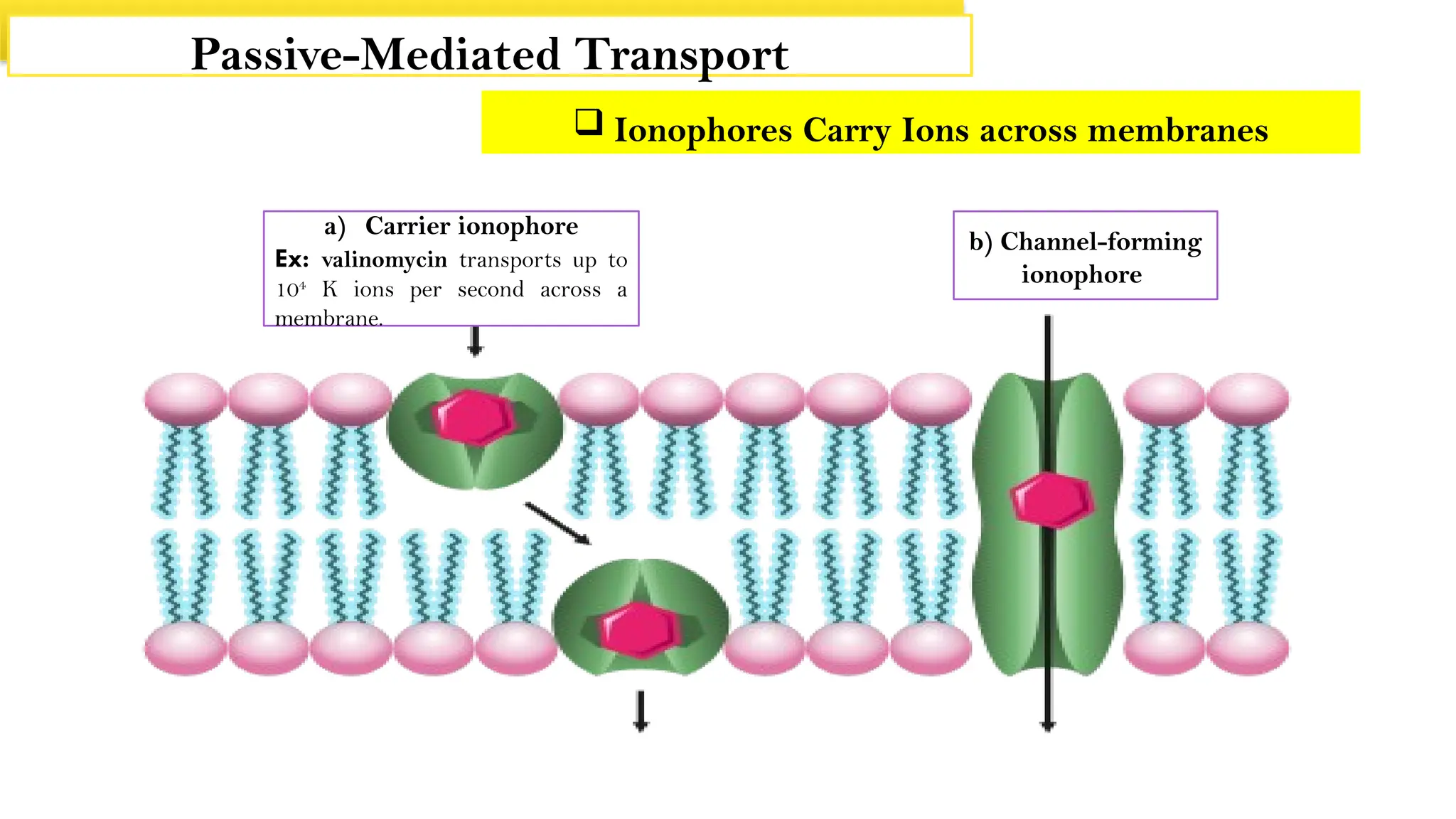 mechanism of ion transportation in living cells | PPTX