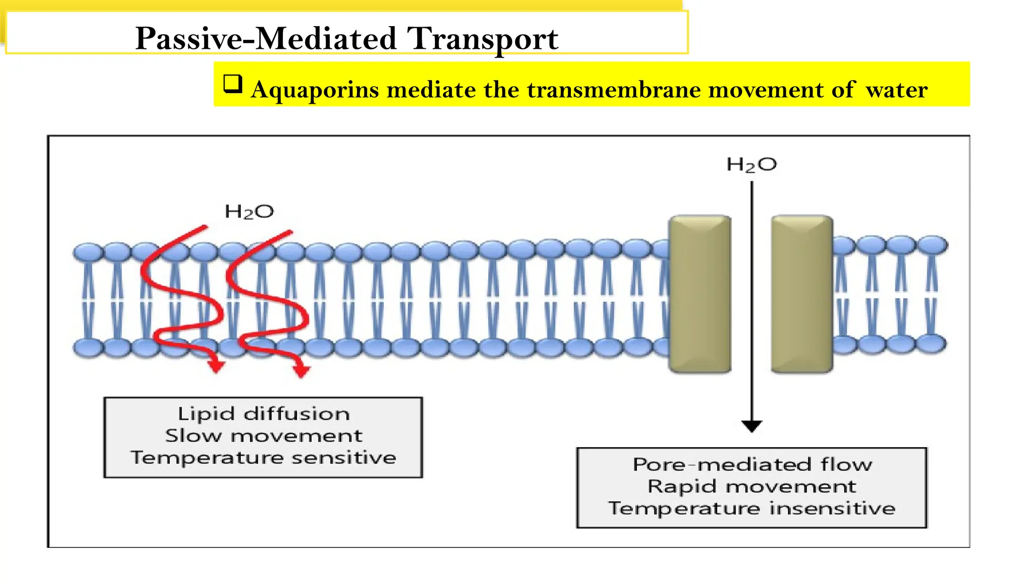 mechanism of ion transportation in living cells | PPTX