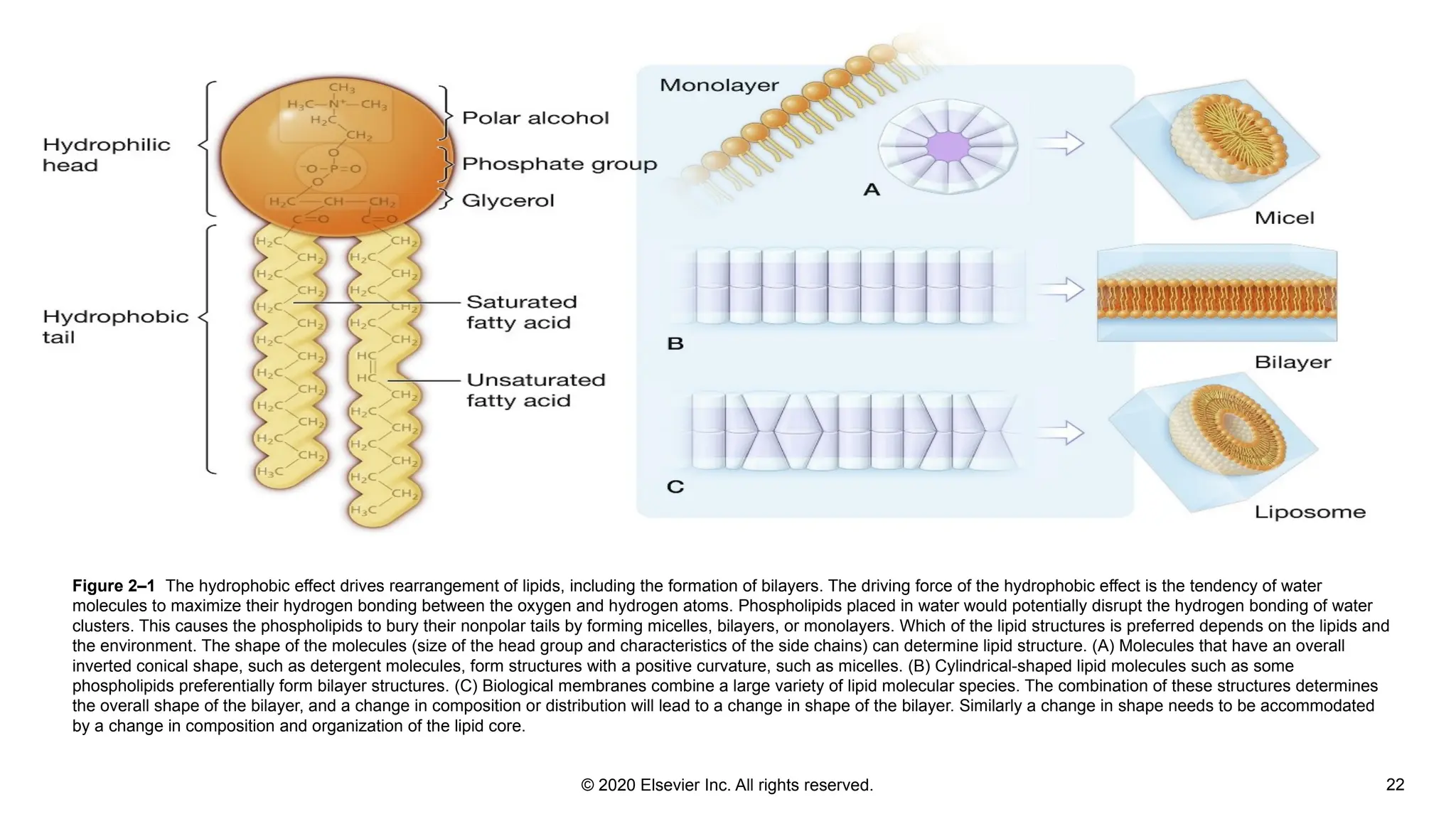 mechanism of ion transportation in living cells | PPTX