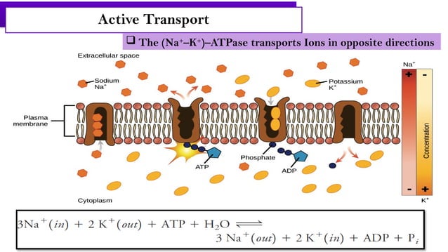 mechanism of ion transportation in living cells | PPTX | Biological ...