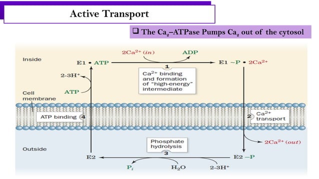 mechanism of ion transportation in living cells | PPTX | Biological Sciences | Science