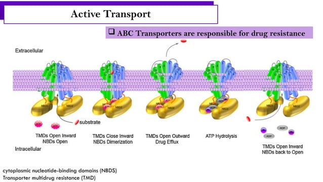 mechanism of ion transportation in living cells | PPTX | Biological ...