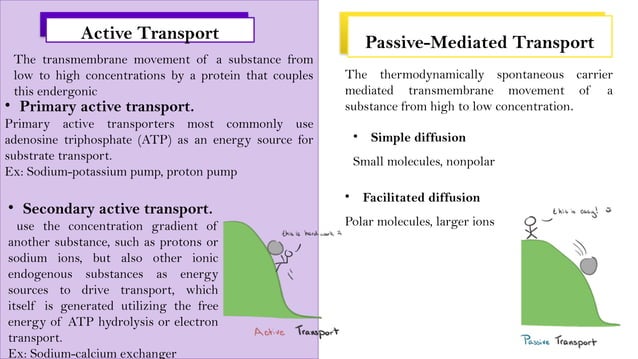 mechanism of ion transportation in living cells | PPTX | Biological ...