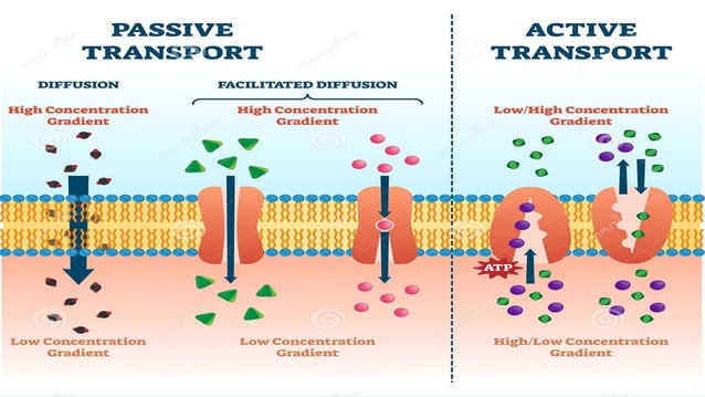 mechanism of ion transportation in living cells | PPTX | Biological ...
