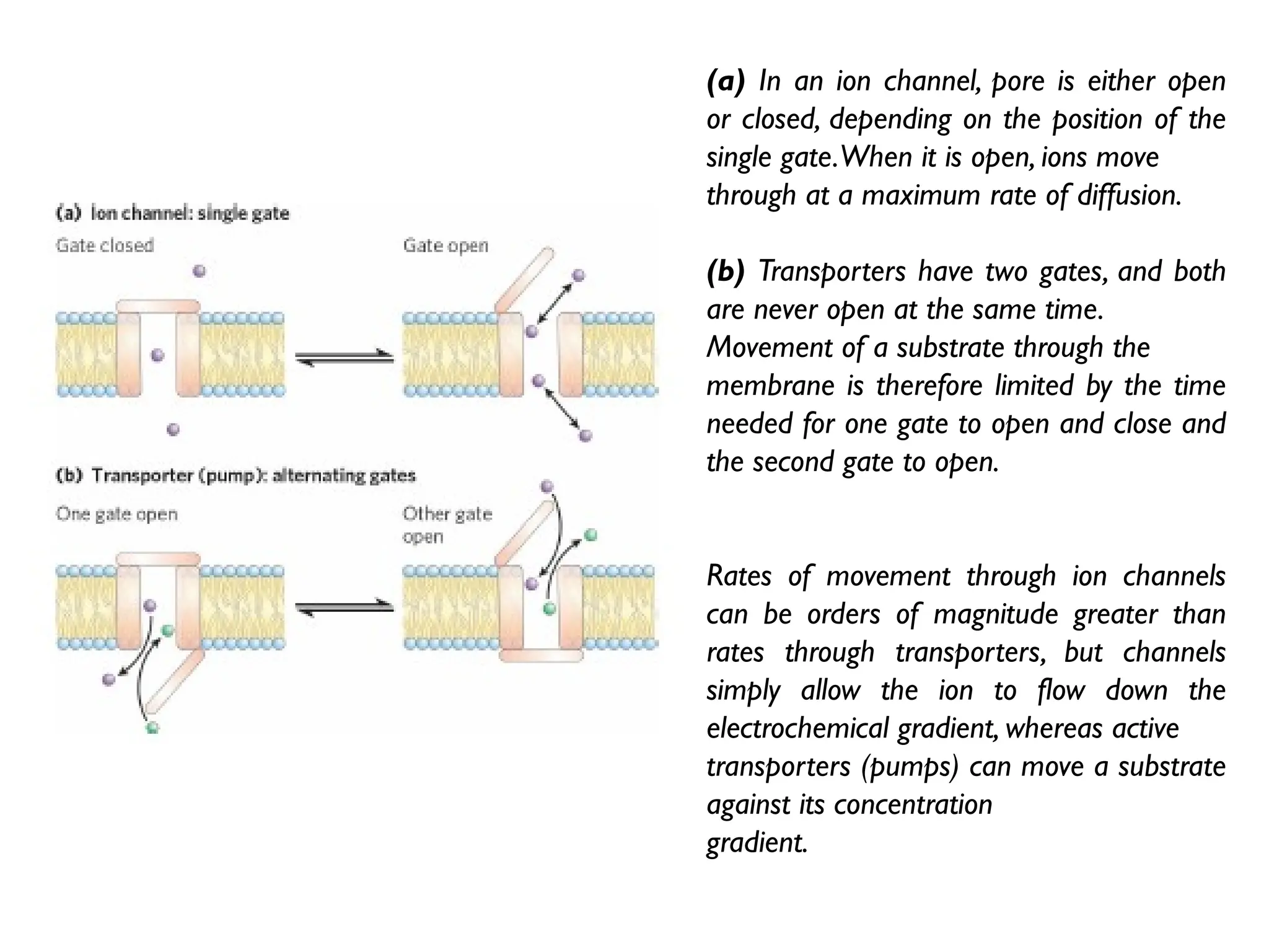 Ion Transport Through Cell Membrane.pptx