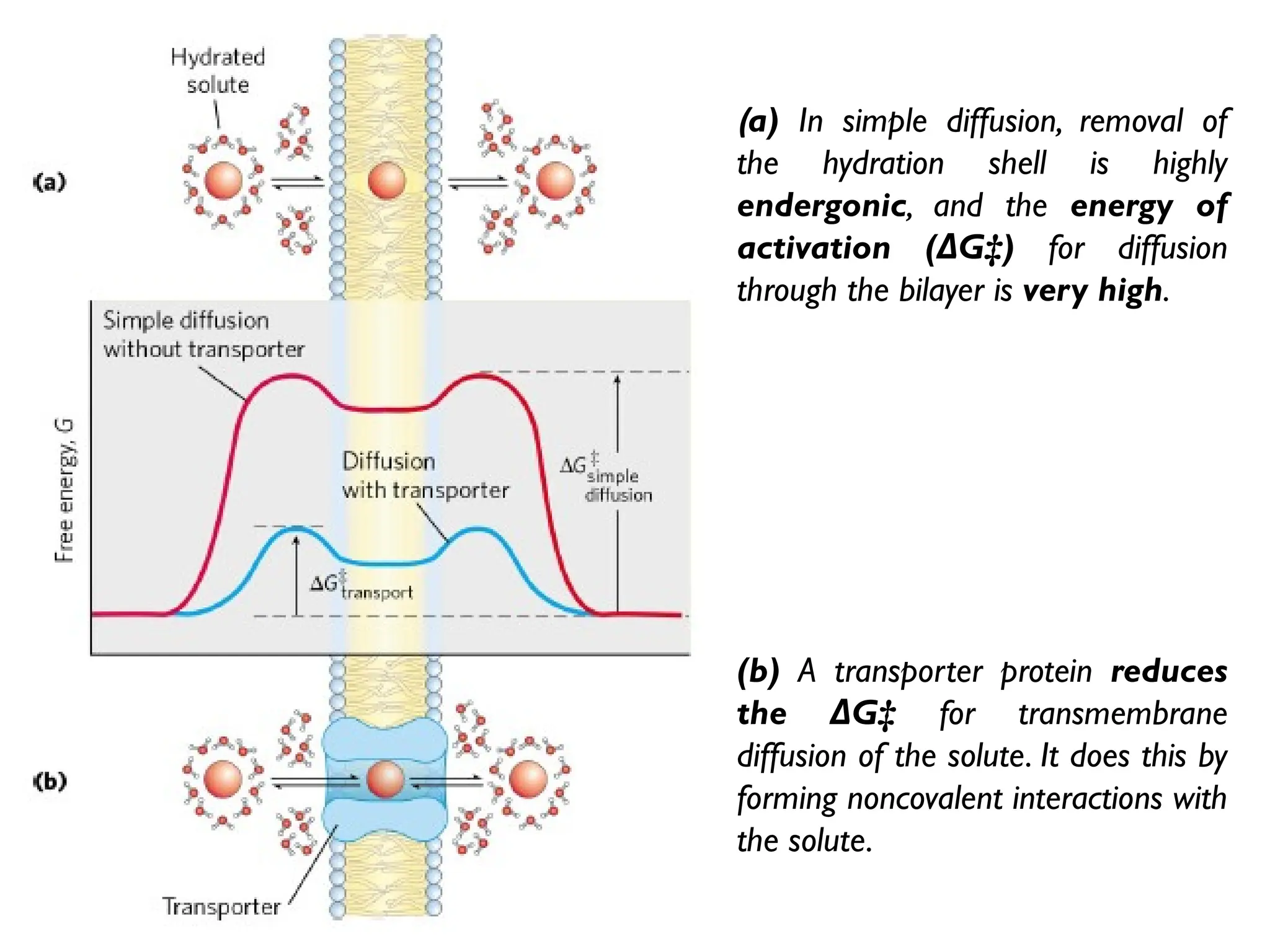 Ion Transport Through Cell Membrane.pptx