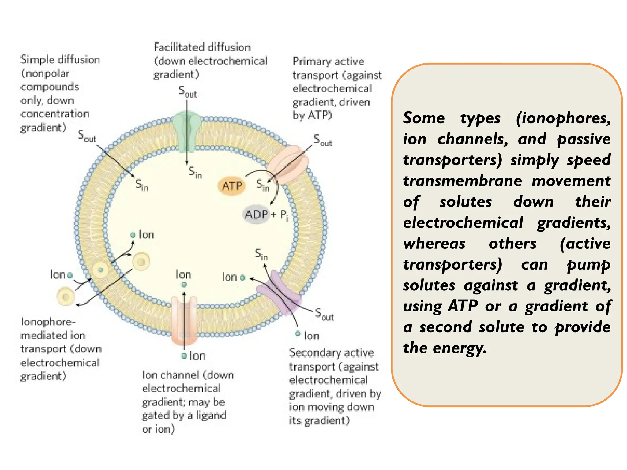 Ion Transport Through Cell Membrane.pptx