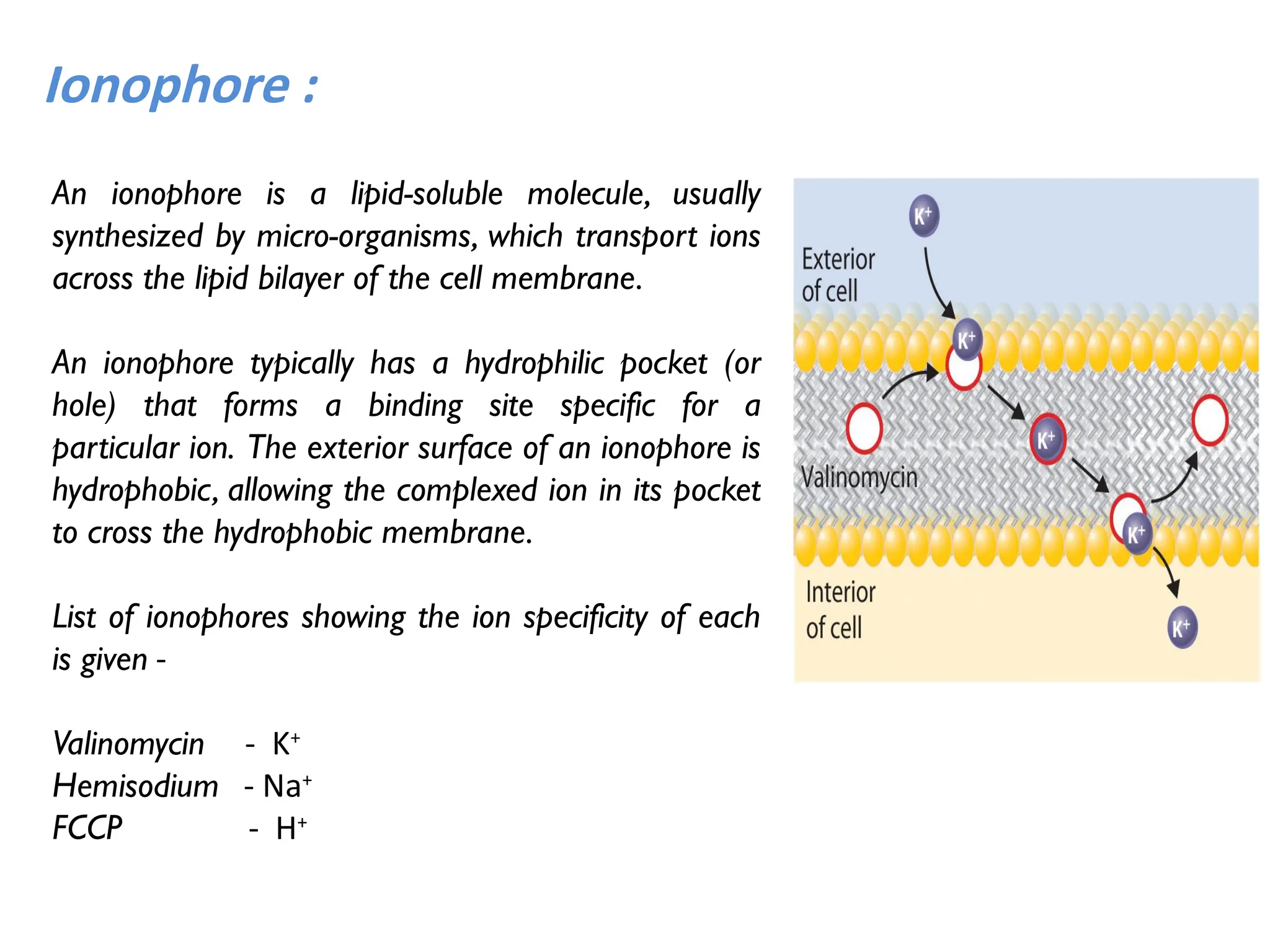 Ion Transport Through Cell Membrane.pptx