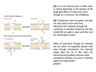 Ion Transport Through Cell Membrane.pptx