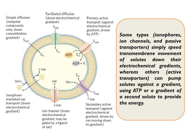 Ion Transport Through Cell Membrane.pptx